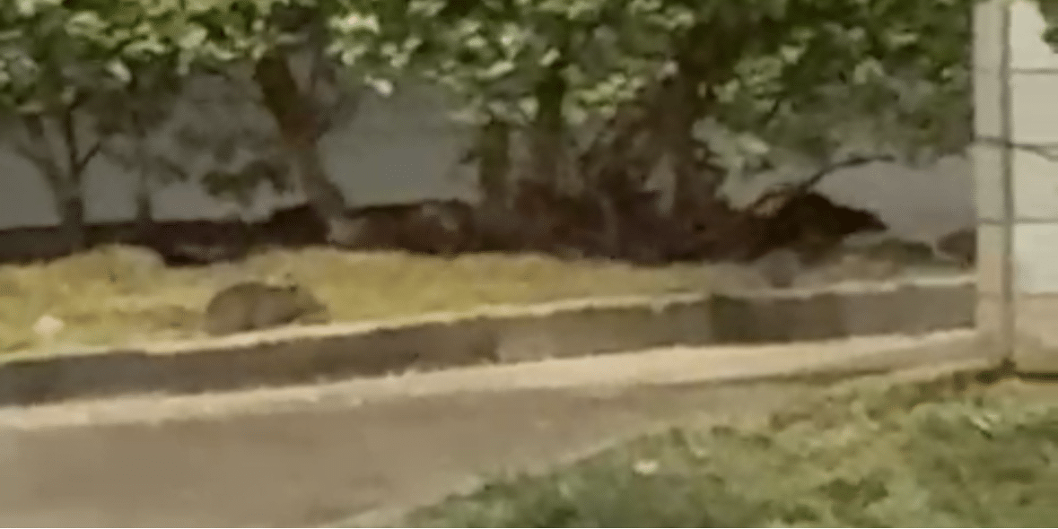 Moradora é mordida por rato em Águas Claras e caso gera alerta para ...